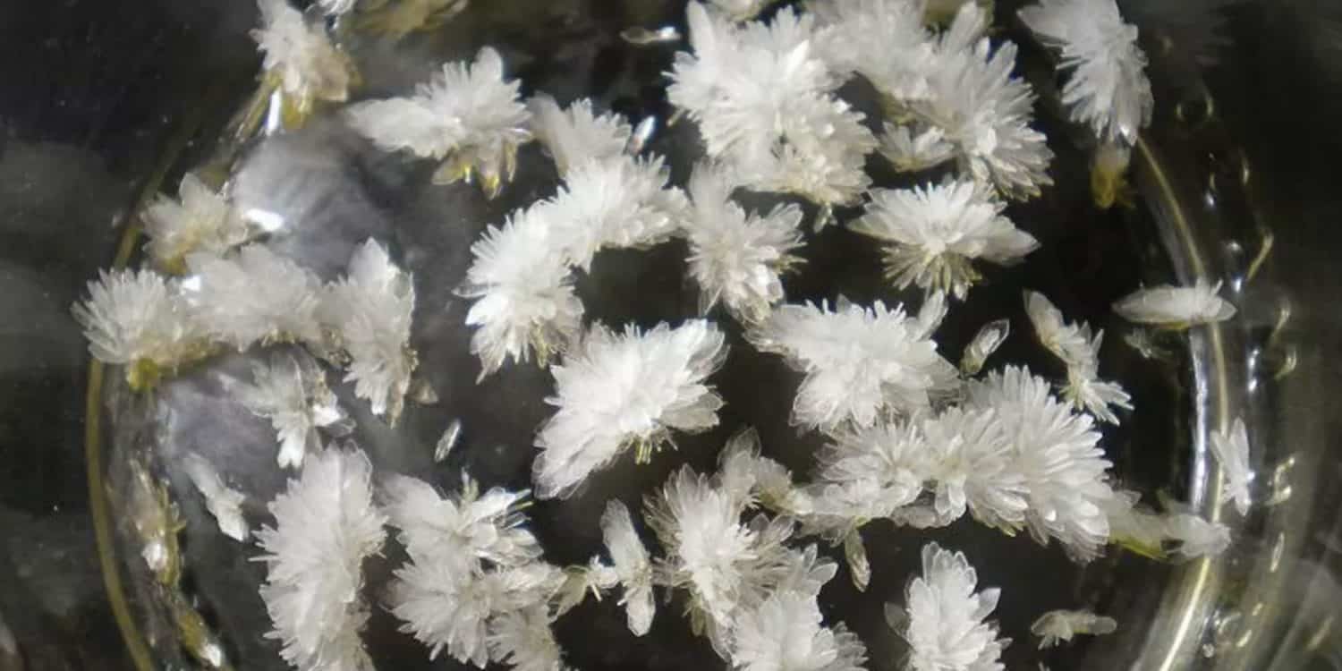 What is DMT Drug:Fact about DMT the Spirit Molecule, DMT trip & DMT Art.