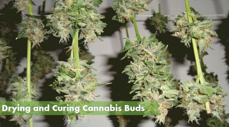 Best Method for Drying and Curing Cannabis Buds - Bee Healthy